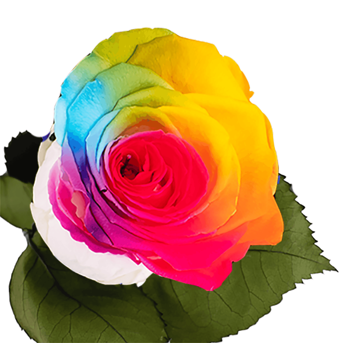 Longlife Regenboog Roos – Blijvend Symbool van ... – Rosuz